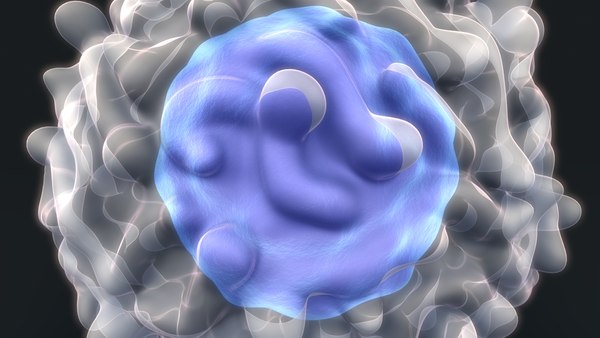 3d white blood cell model
