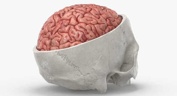 modelo 3d Cráneo humano real Cranial 02 cortado blanco con cerebro en ...