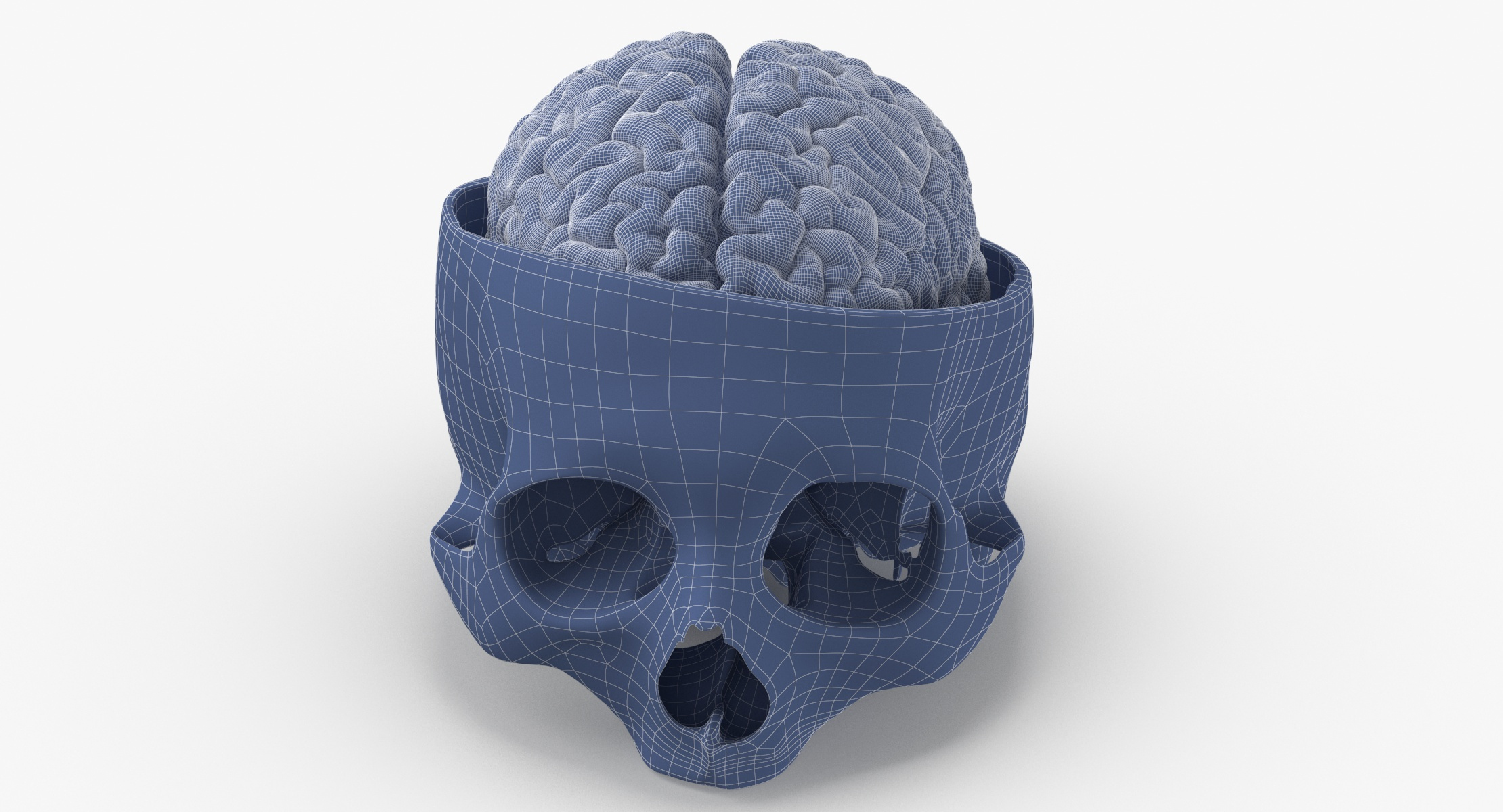 modelo 3d Cráneo humano real Cranial 02 cortado blanco con cerebro en ...