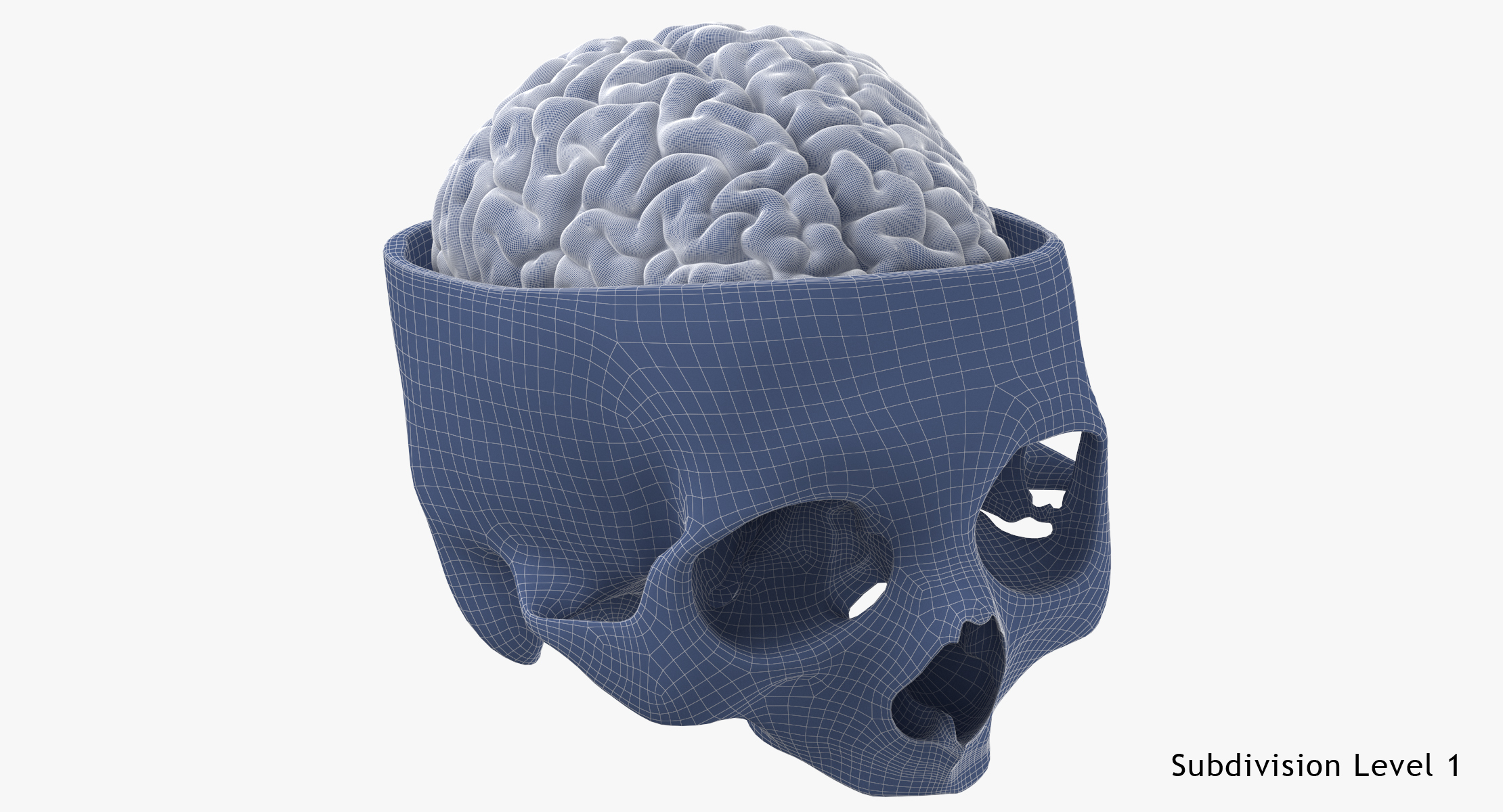 modelo 3d Cráneo humano real Cranial 02 cortado blanco con cerebro en ...