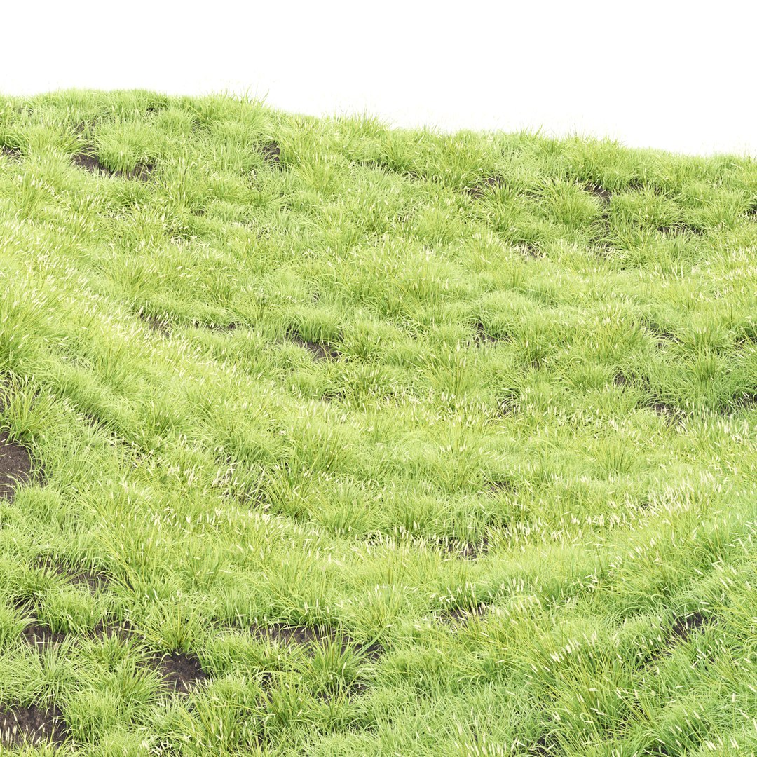 3D Model Summer Wild Grass Collection Vol 224 - TurboSquid 2092746