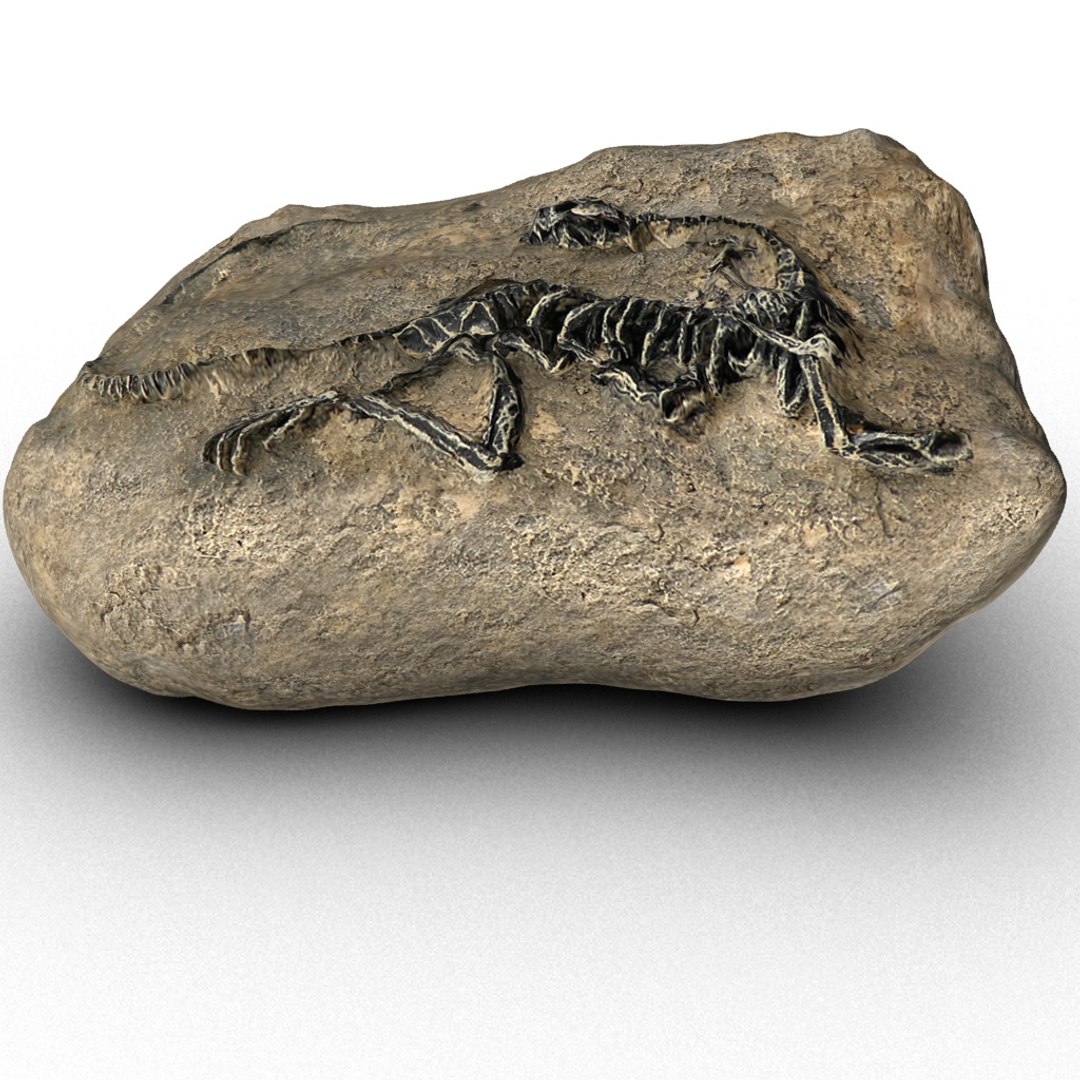 T-rex Fossil 3D Model - TurboSquid 1433070