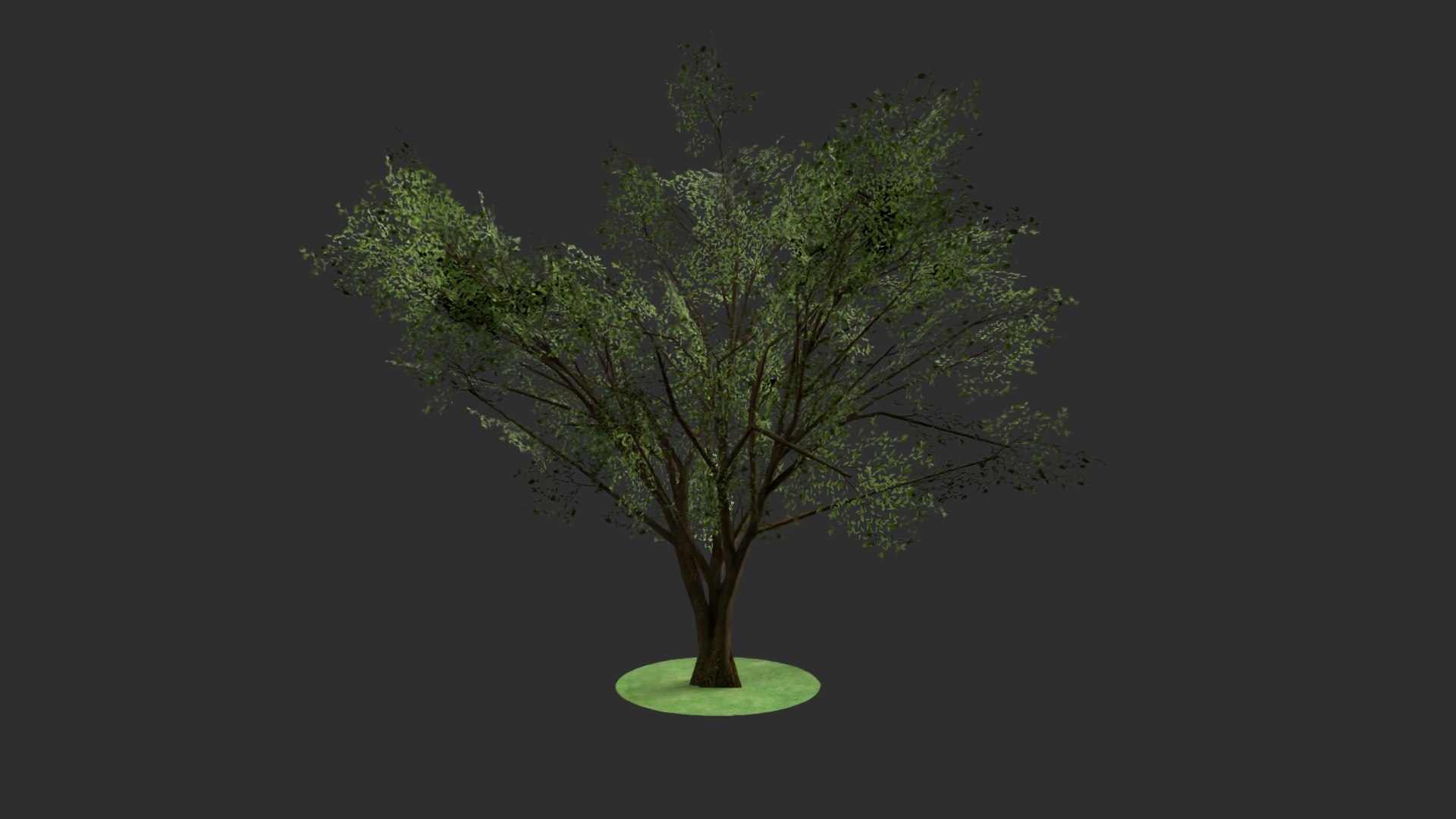 Almond Fruits 3D Model - TurboSquid 1619471