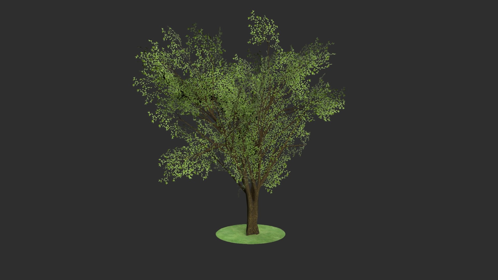 Almond Fruits 3D Model - TurboSquid 1619471