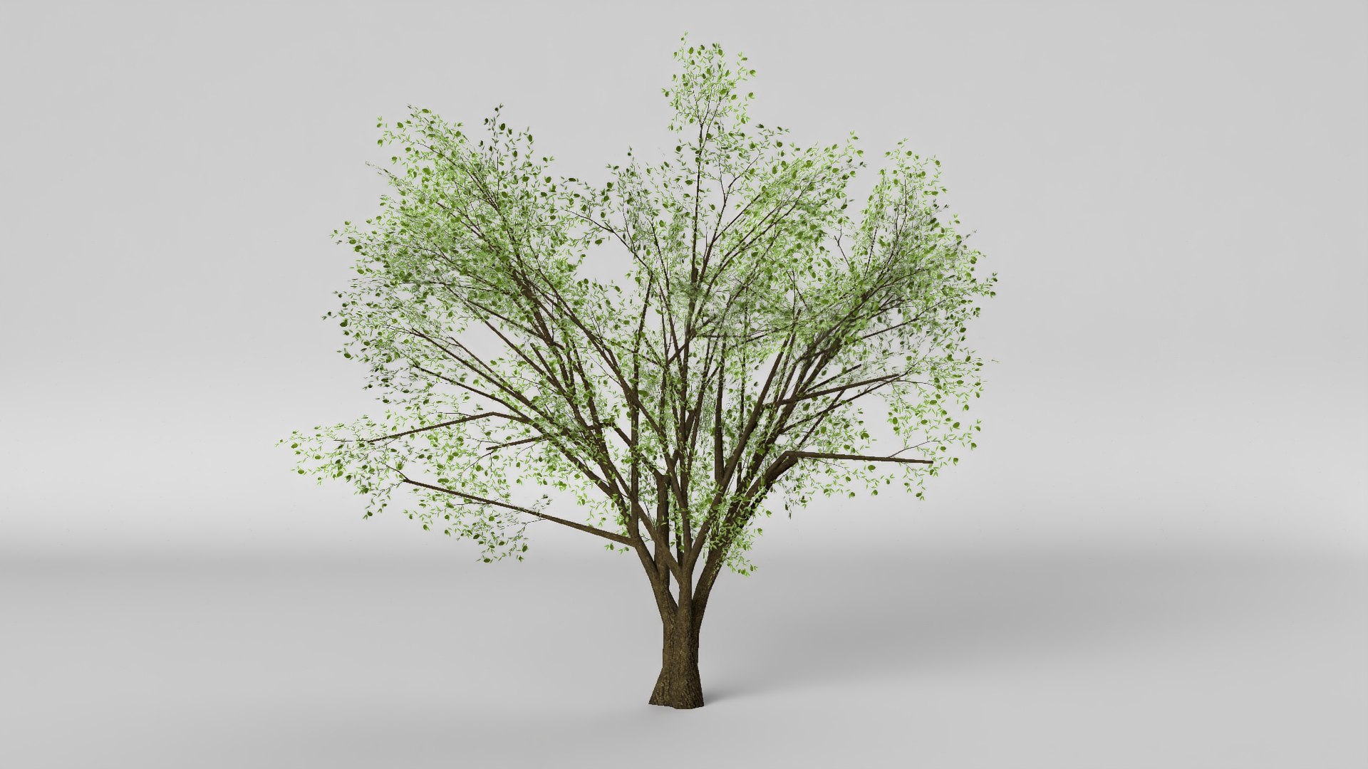 Almond Fruits 3D Model - TurboSquid 1619471