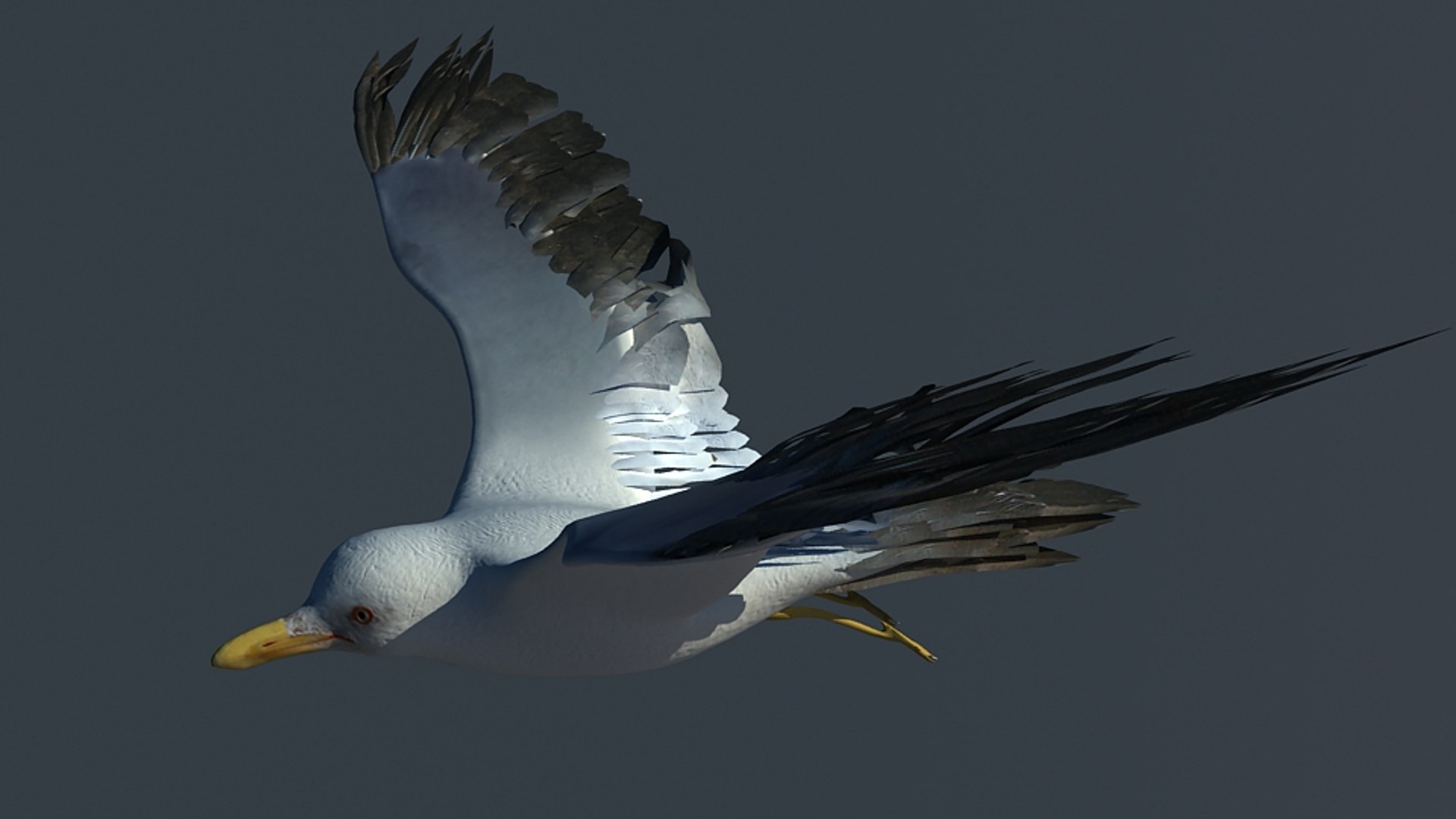 Seagull Animation 3d Model