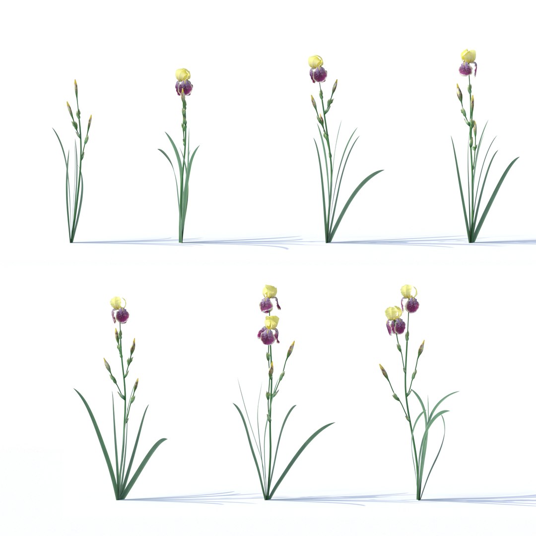Iris Plant Flower Model - TurboSquid 1666970