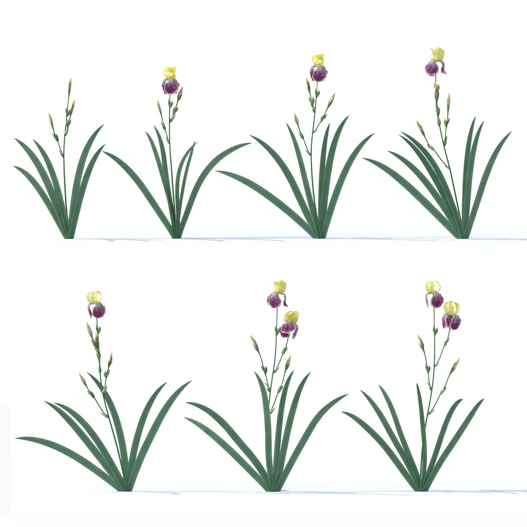 Iris Plant Flower Model - TurboSquid 1666970