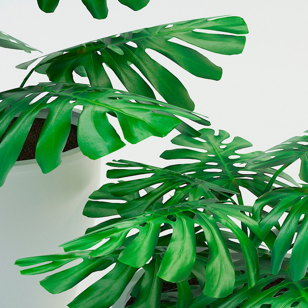 forest flowers plants monstera max