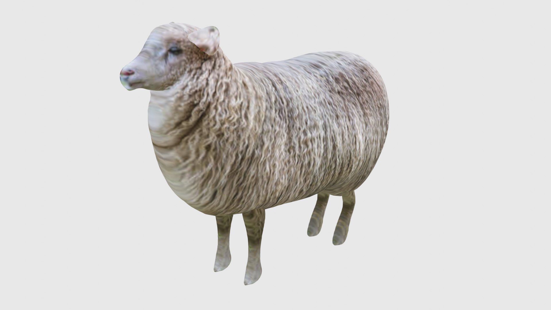 Low Poly Sheep Rigged With Realistic Texture 3D - TurboSquid 1876167