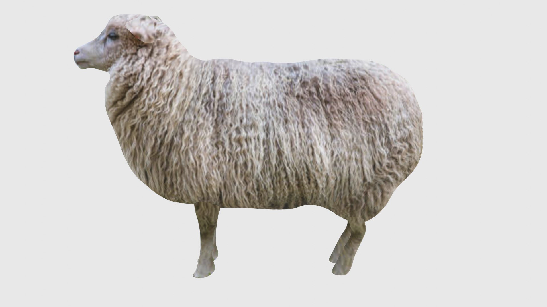Low Poly Sheep Rigged With Realistic Texture 3D - TurboSquid 1876167