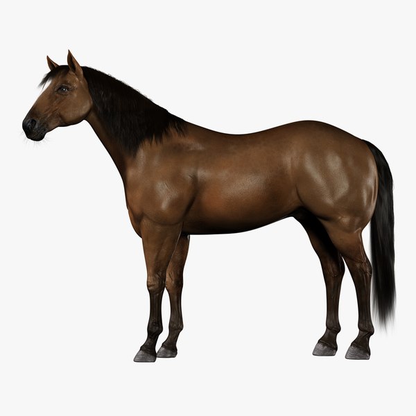 Stallion 3D Models for Download | TurboSquid