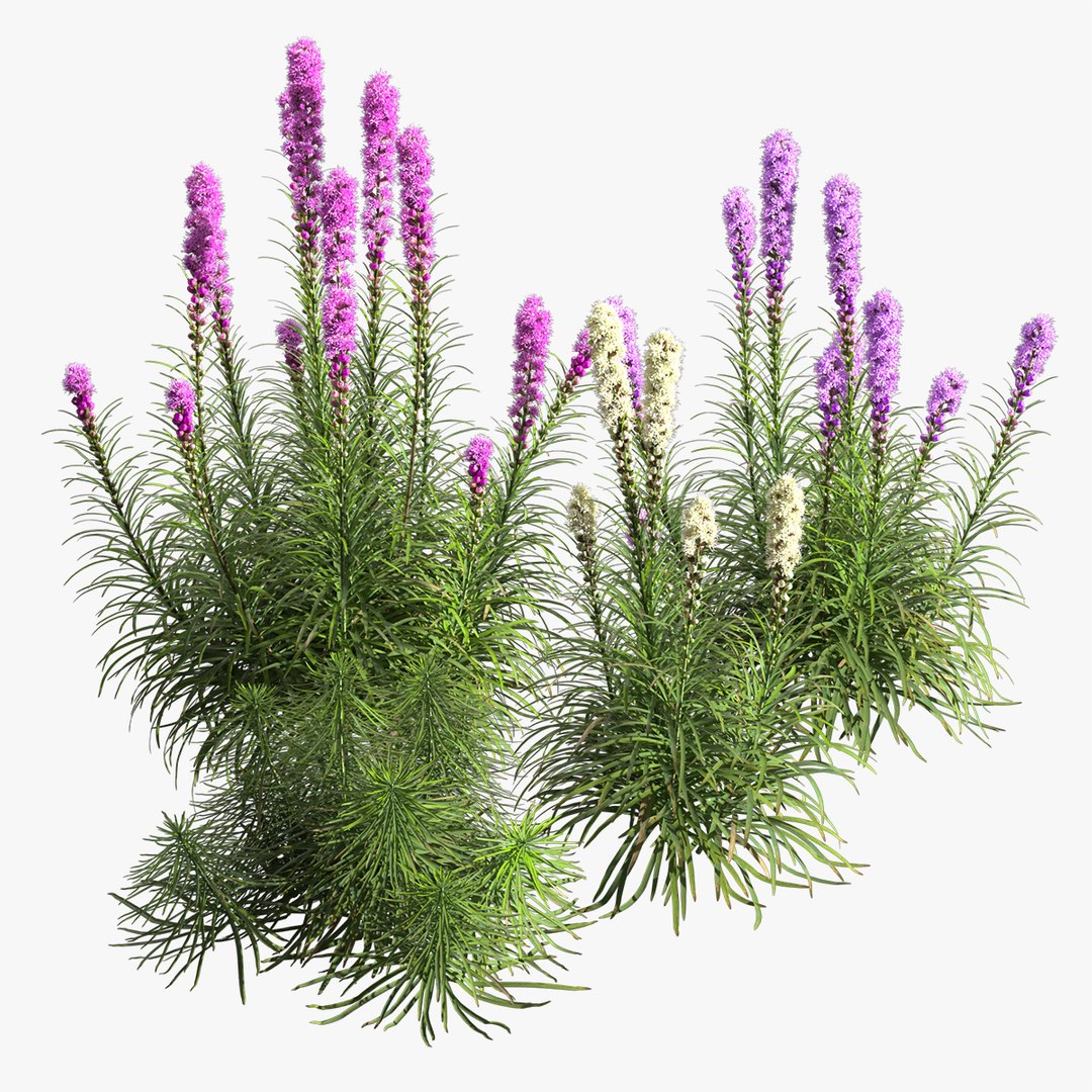 3D Liatris Spicata Model - TurboSquid 1901279