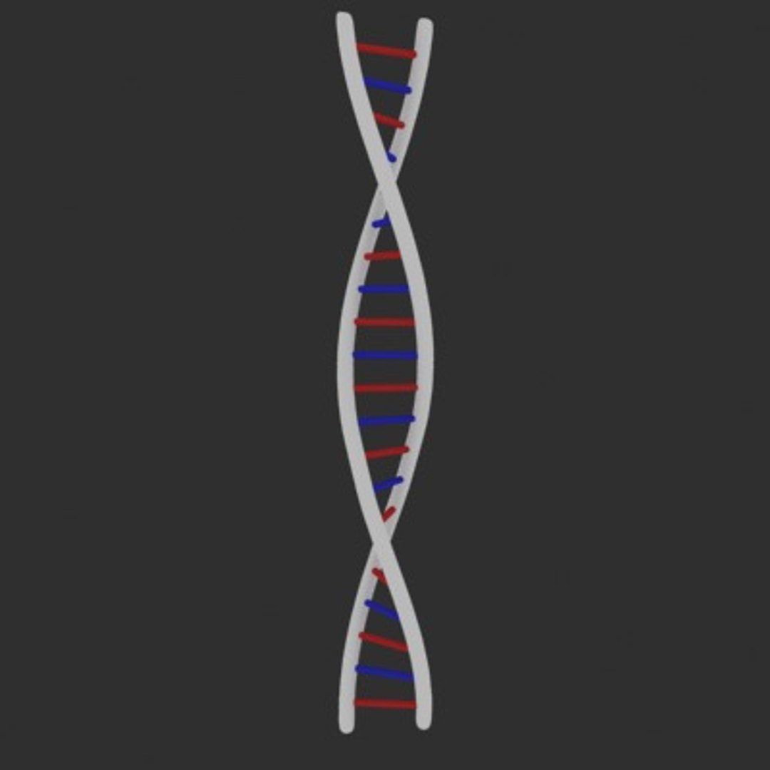 dna strand 1 3d model