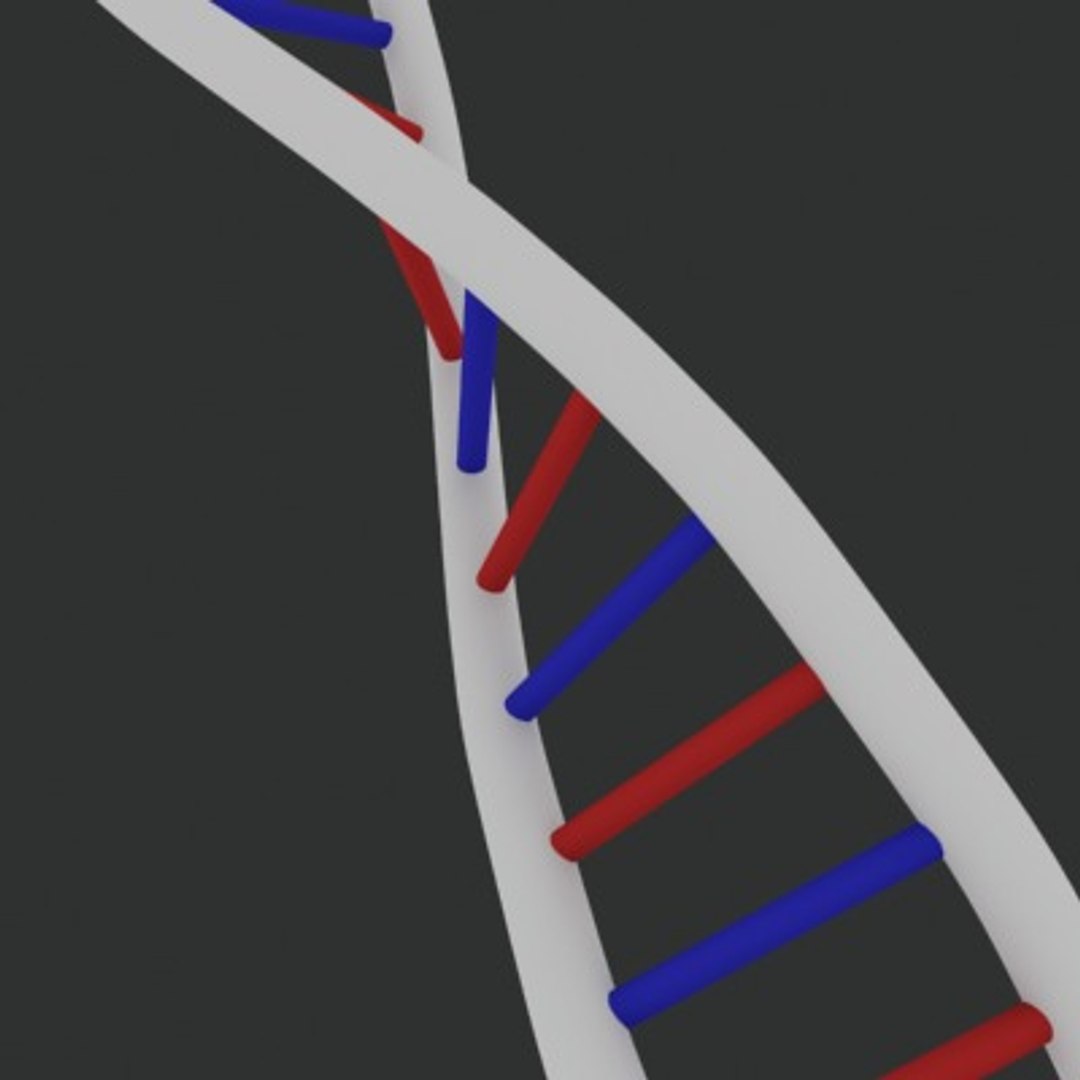 dna strand 1 3d model