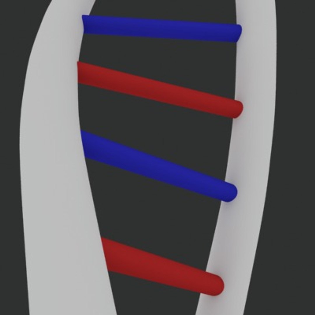 dna strand 1 3d model