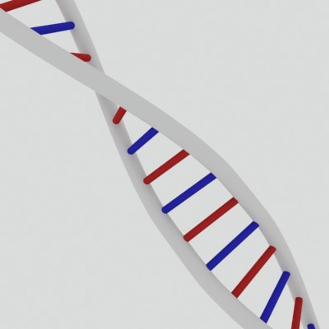 dna strand 1 3d model