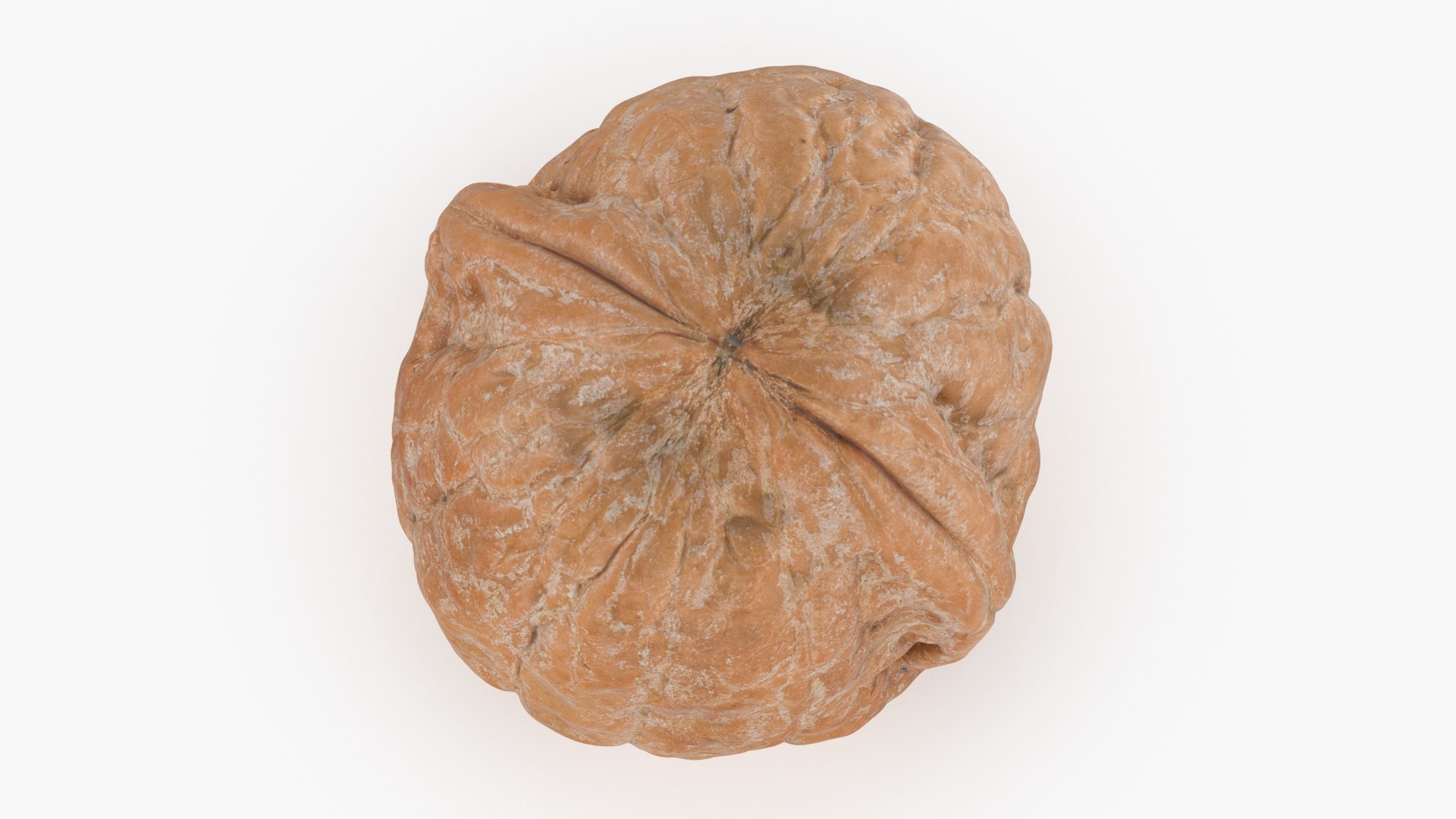 3D Walnut Shell - TurboSquid 1984717