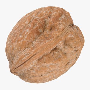 3D Walnut Models | TurboSquid