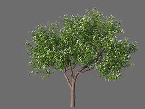 Lime Tree 3D Models for Download | TurboSquid