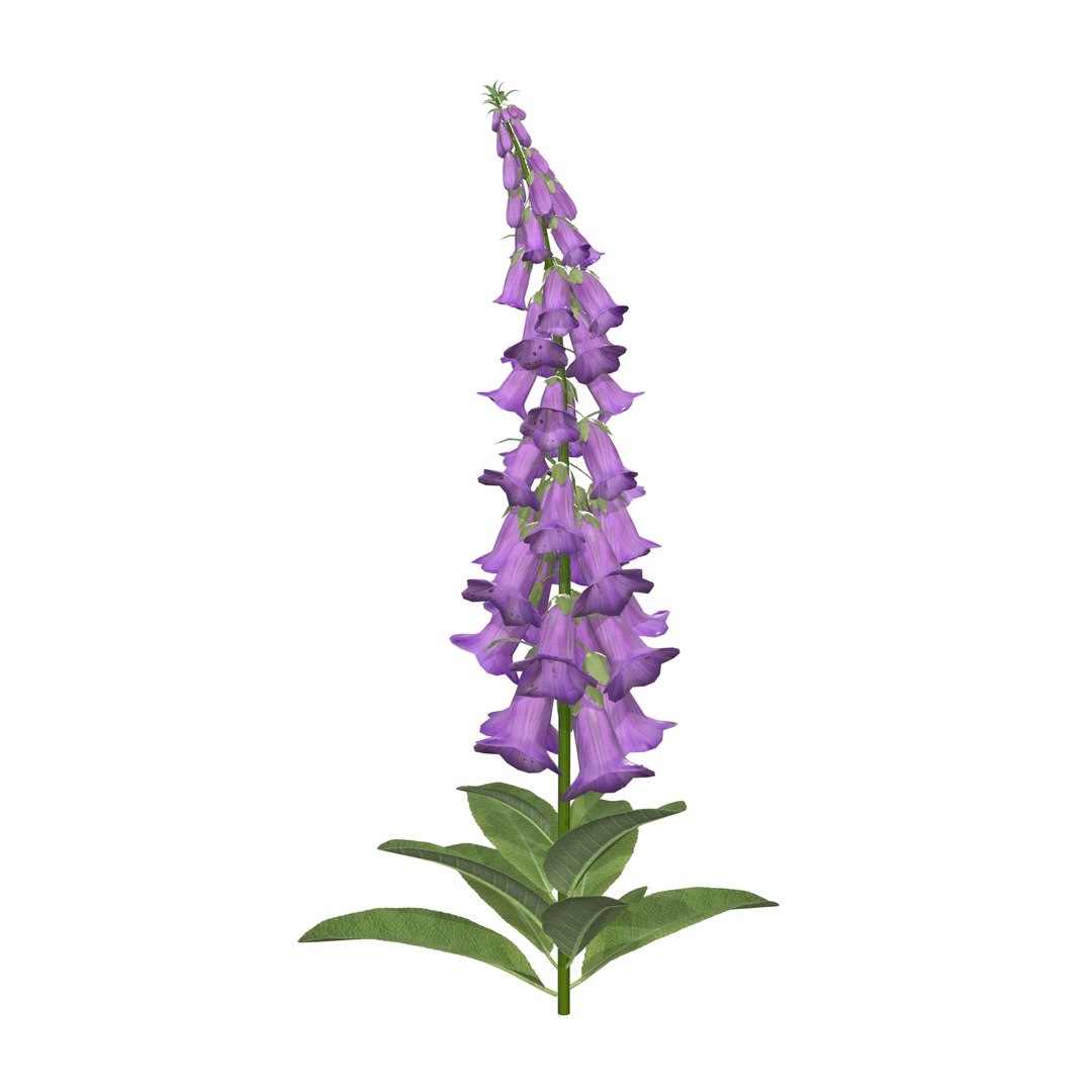 Foxglove 3D Model - TurboSquid 1757091