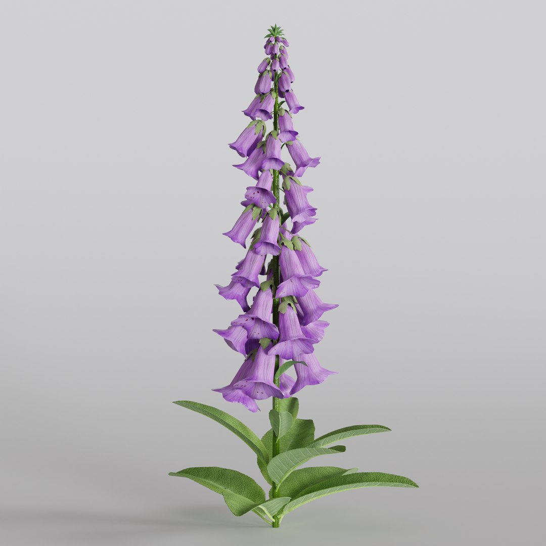 Foxglove 3D Model - TurboSquid 1757091