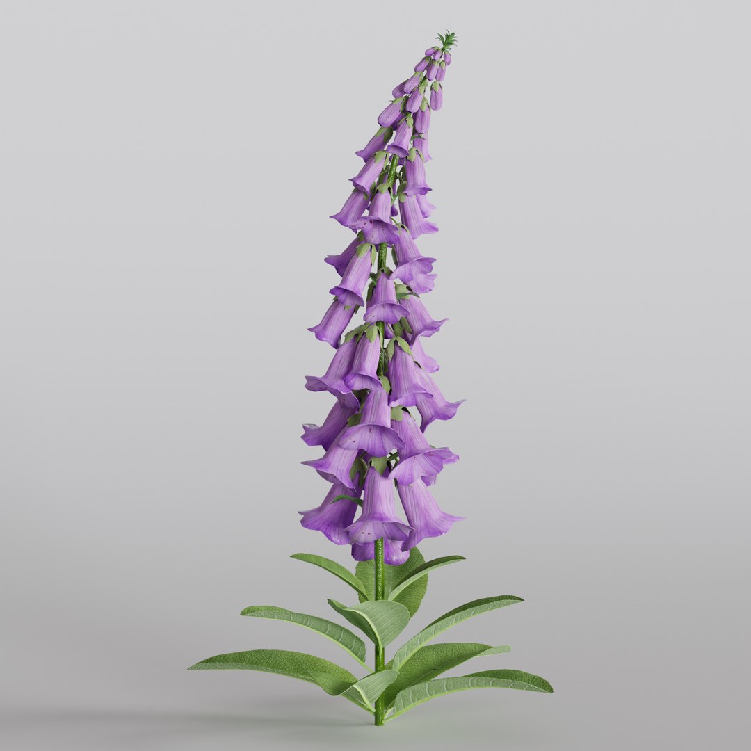 Foxglove 3D Model - TurboSquid 1757091