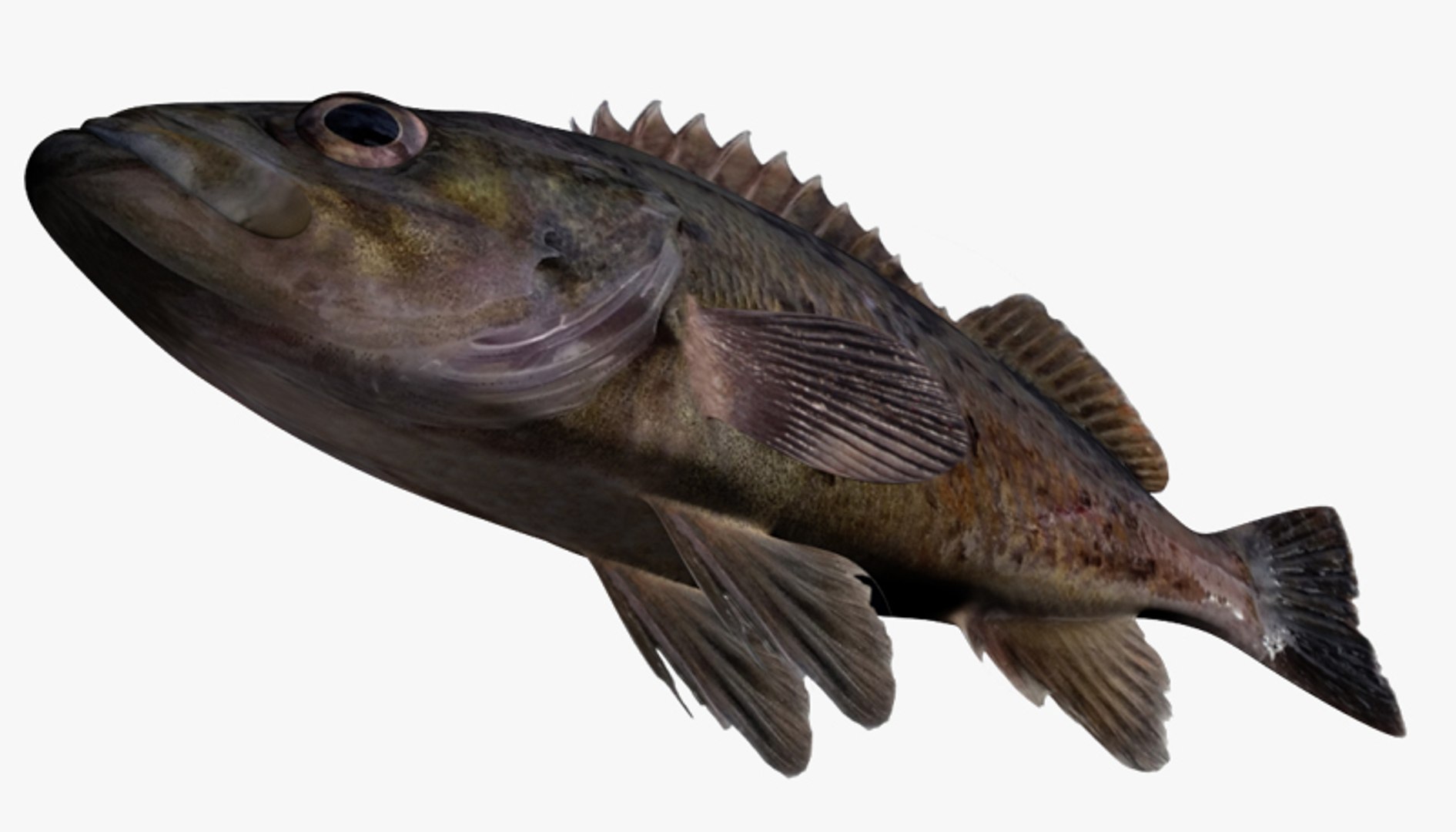Black Rockfish 3d Model