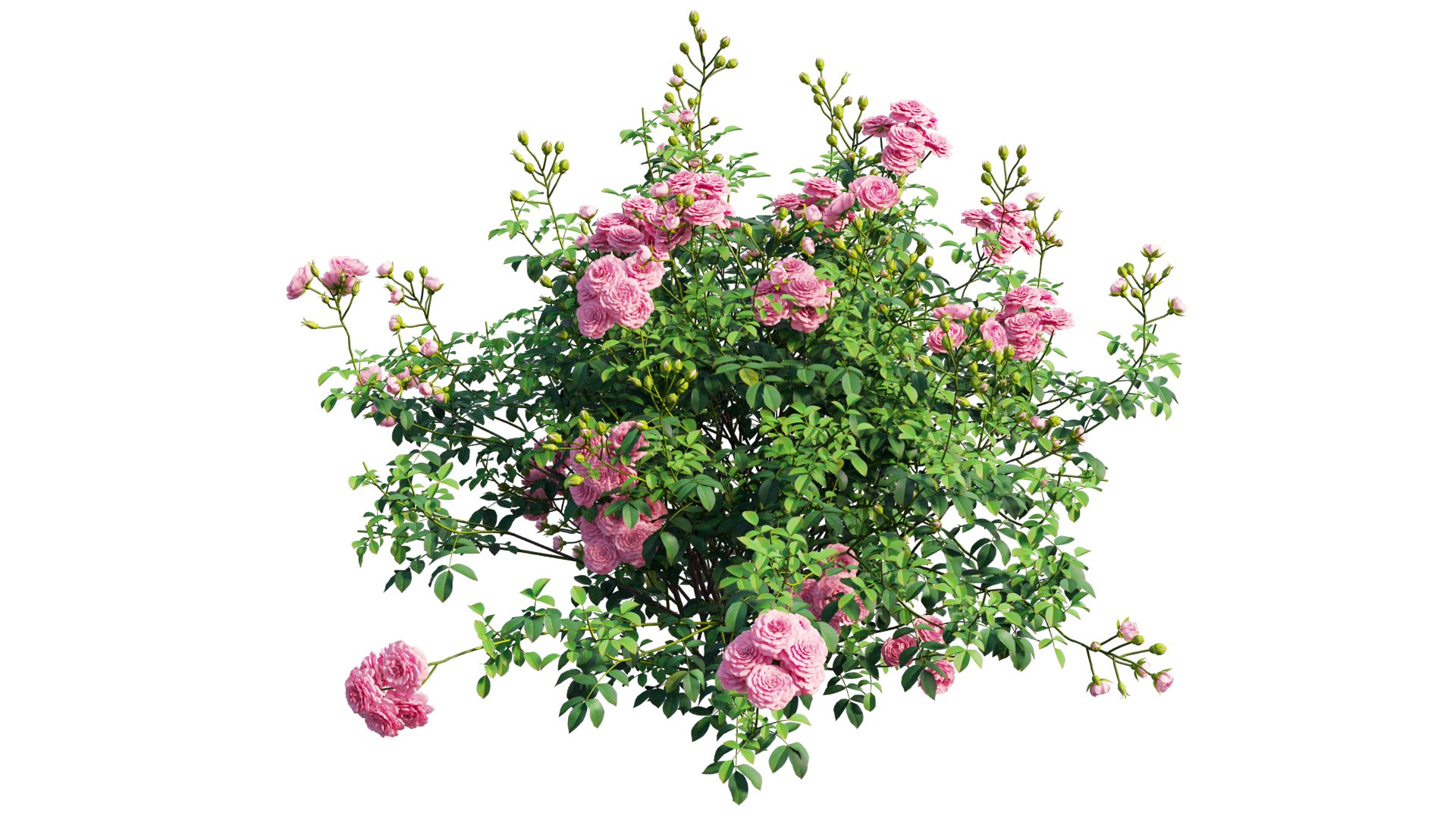 3D Rose Plant Set 64 - TurboSquid 1732876