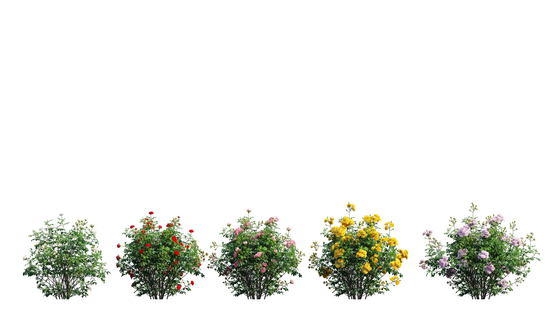 3D Rose Plant Set 64 - TurboSquid 1732876