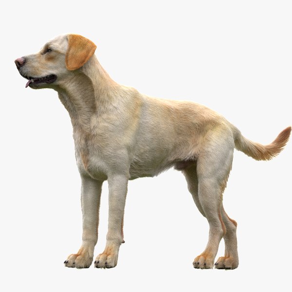 Labrador 3D Models for Download | TurboSquid