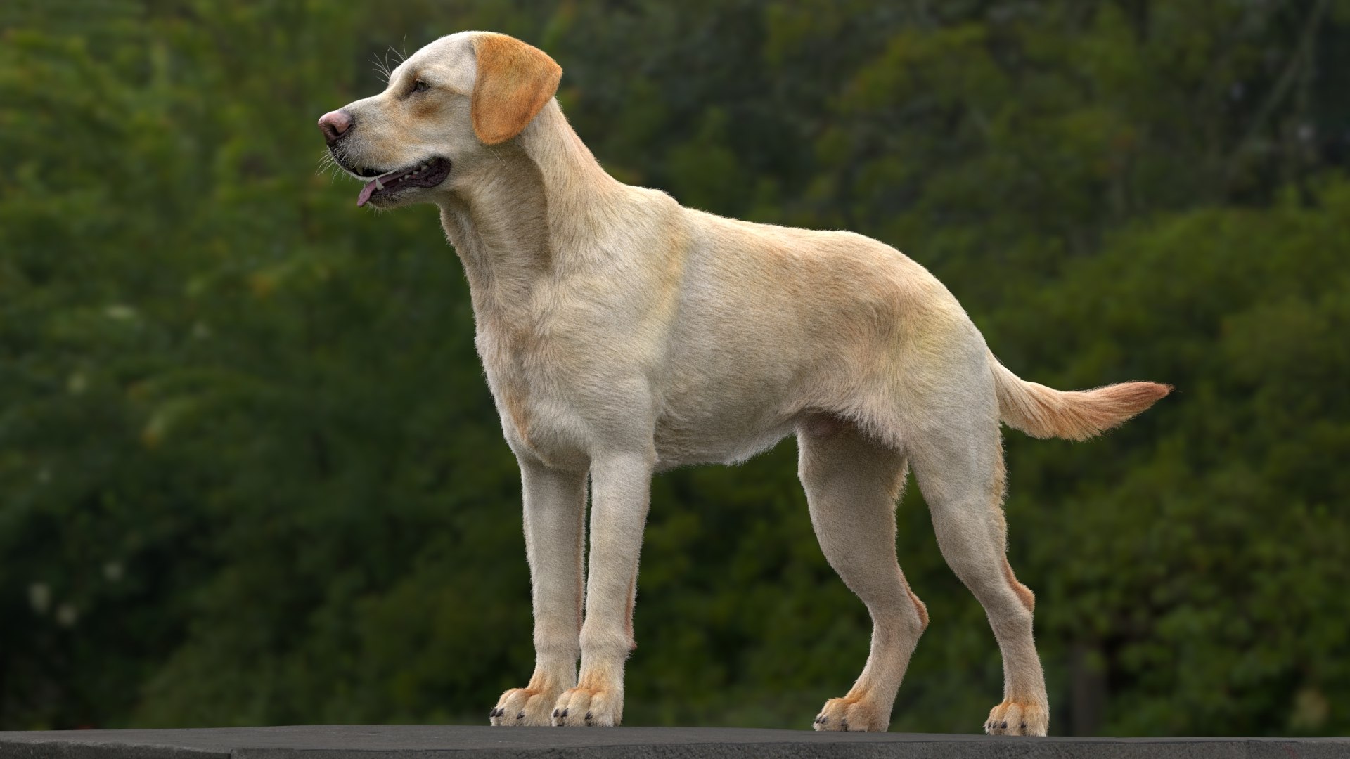 Labrador Retriever RIGGED 3D - TurboSquid 2257108