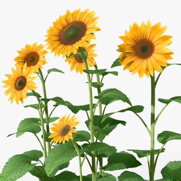 Sunflower 3D Models for Download | TurboSquid