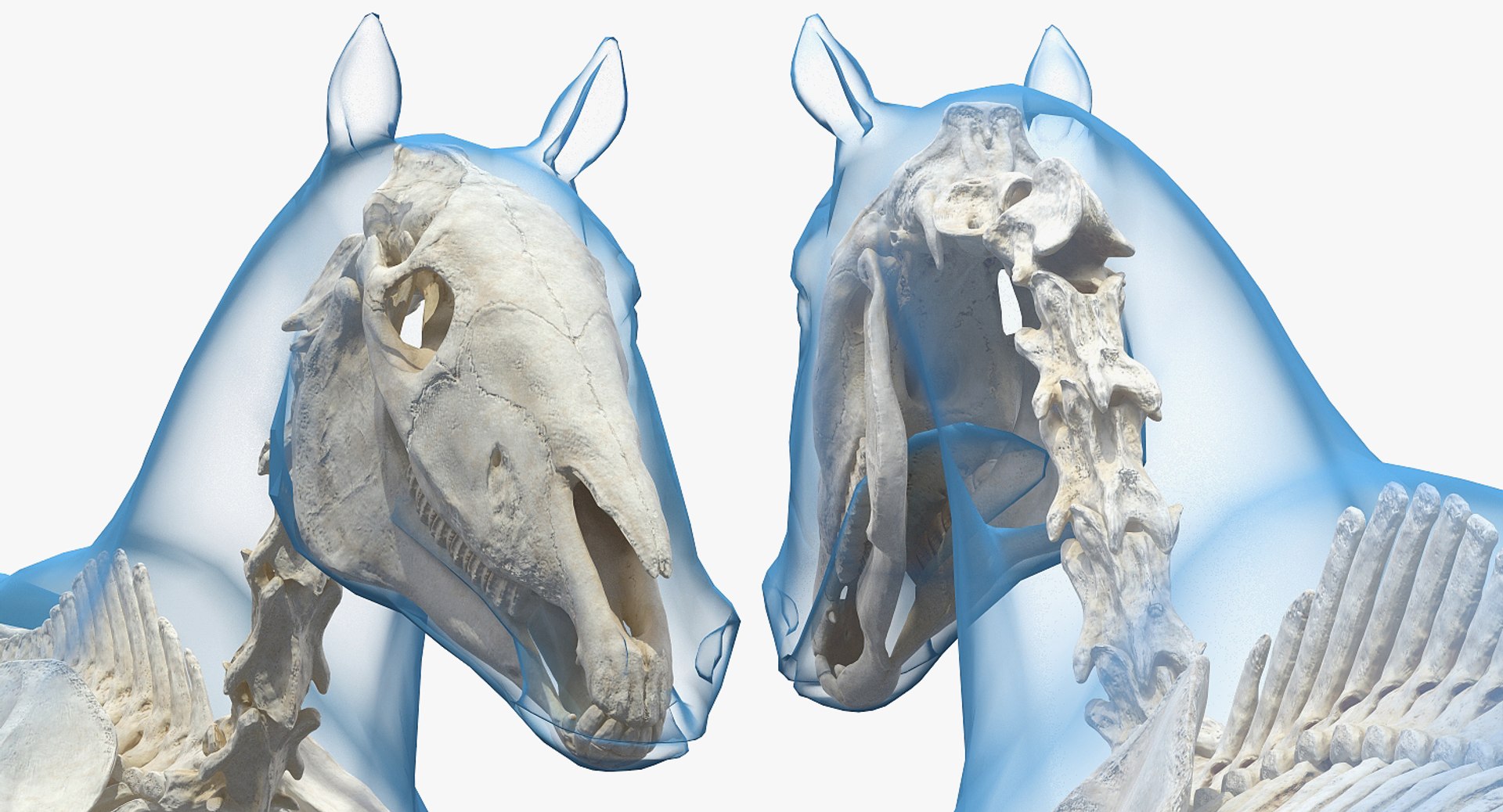 Horse Envelope Skeleton Rigged 3D Model - TurboSquid 1379268