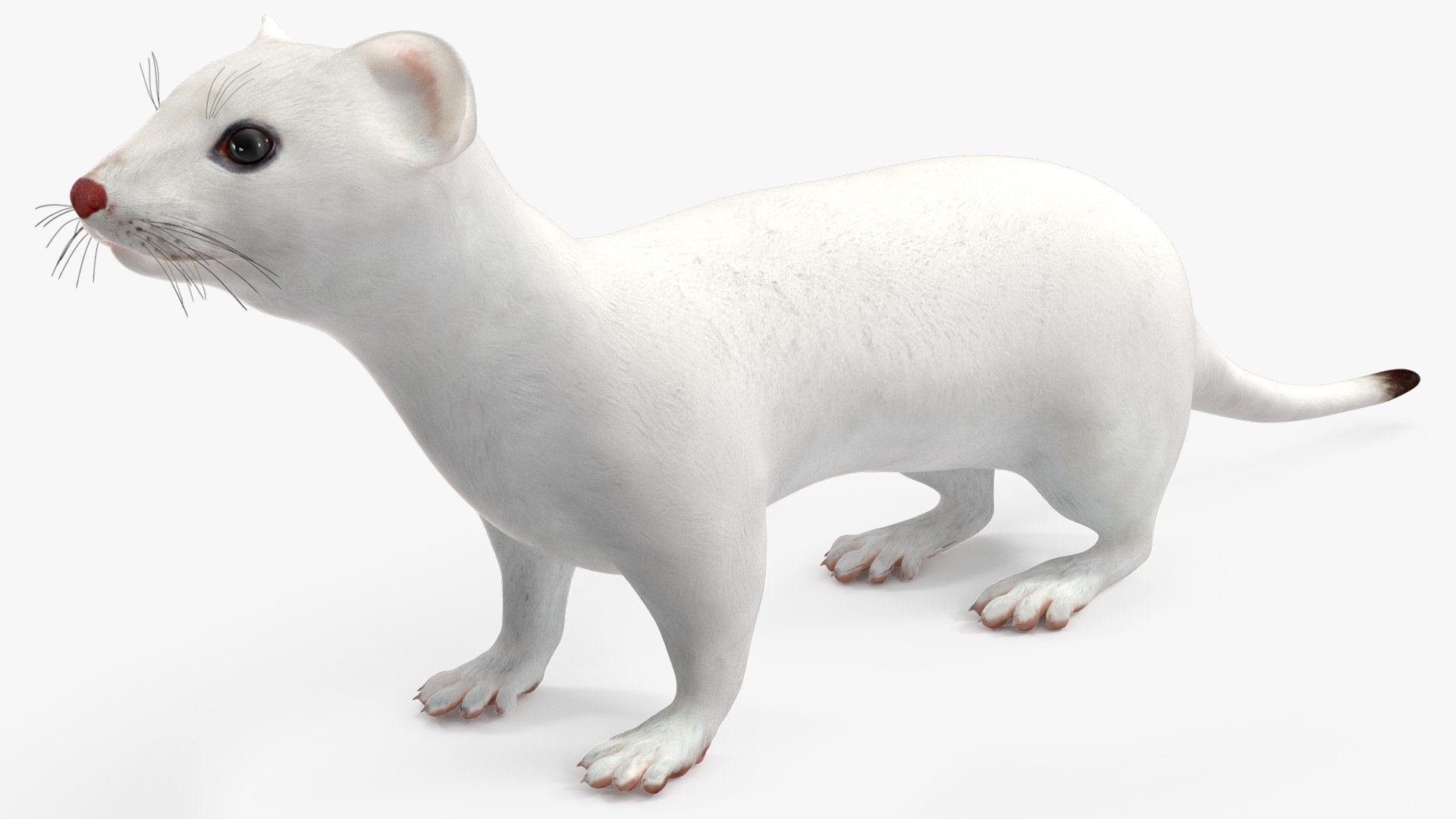 3D Ermine Mammal White Rigged For Cinema 4D Model - TurboSquid 2256878