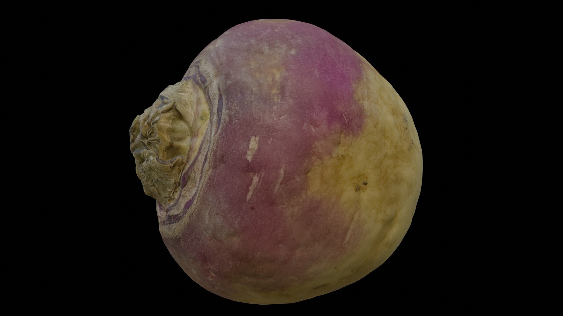 Turnip Scan 3D Model - TurboSquid 2434538