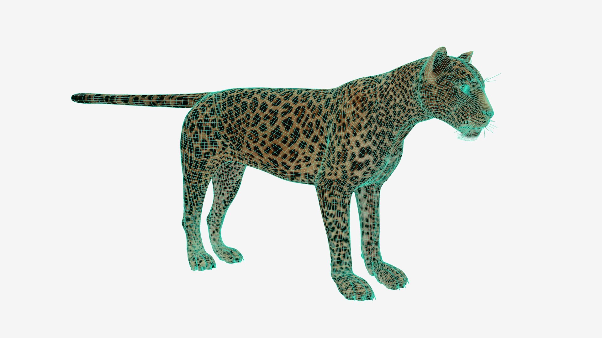 Leopard Model - TurboSquid 2369894