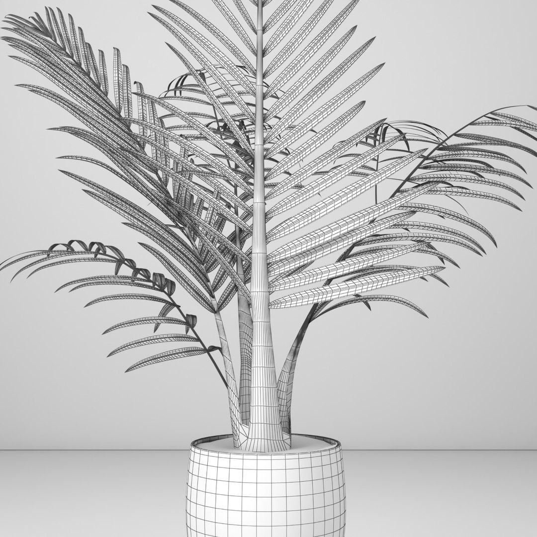 Palm plant indoor outdoor 3D model - TurboSquid 1696316