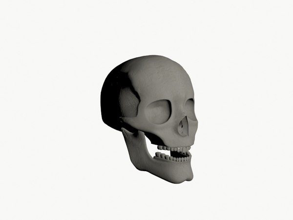 modelo 3d Cráneo humano - TurboSquid 797222