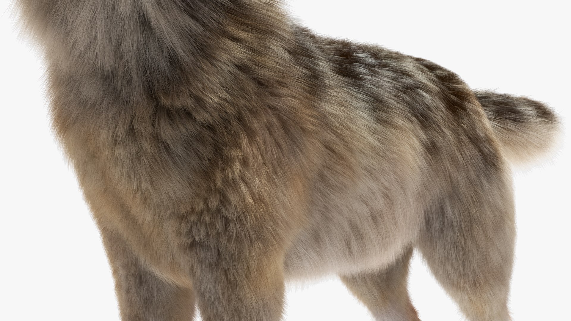 Grey Wolf Fur For Cinema 4D Model - TurboSquid 2396564