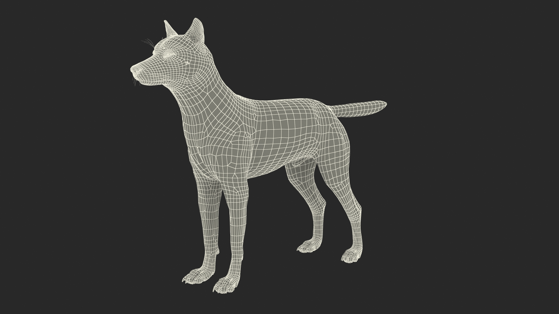 Grey Wolf Fur For Cinema 4D Model - TurboSquid 2396564