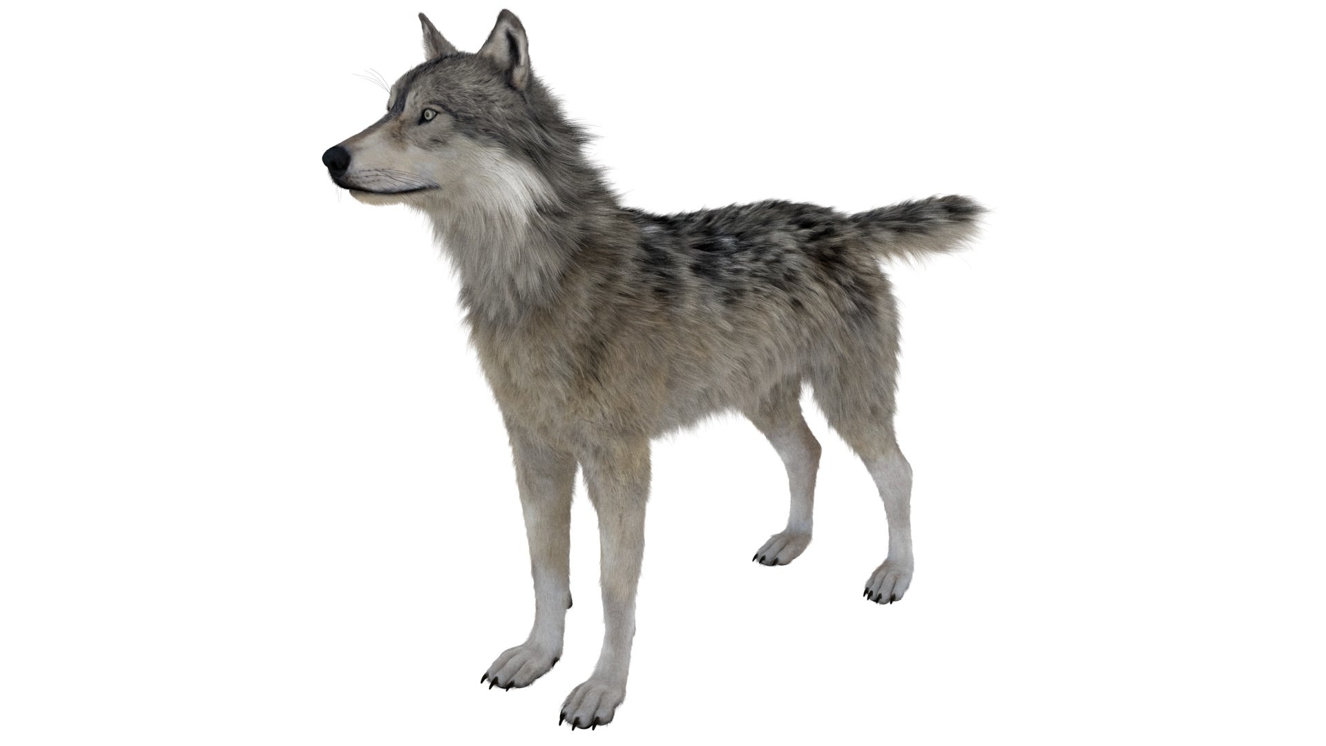 Grey Wolf Fur For Cinema 4D Model - TurboSquid 2396564