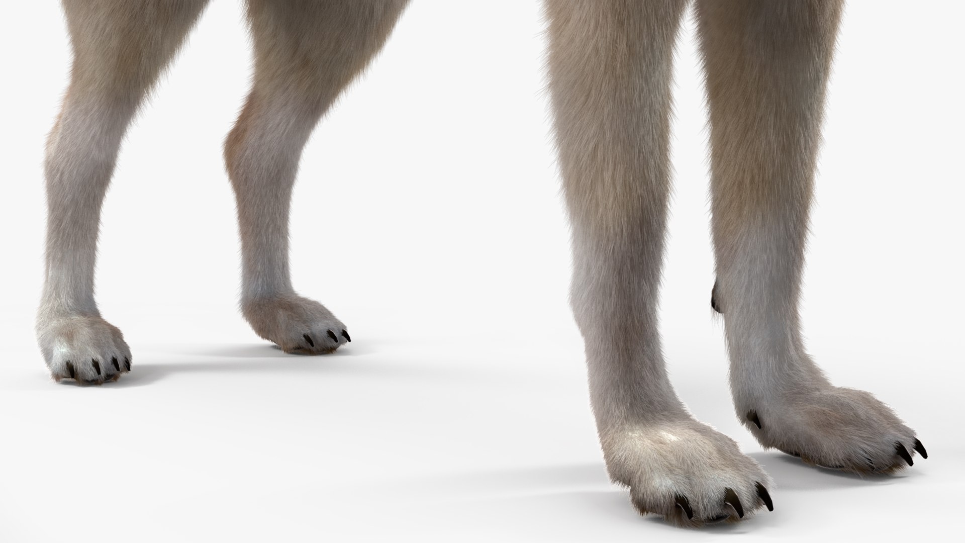 Grey Wolf Fur For Cinema 4D Model - TurboSquid 2396564