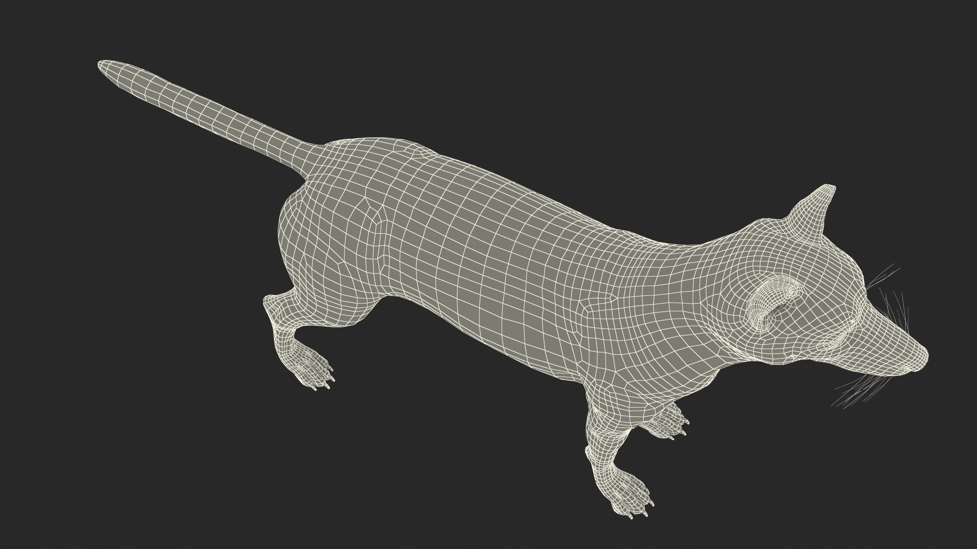 Grey Wolf Fur For Cinema 4D Model - TurboSquid 2396564