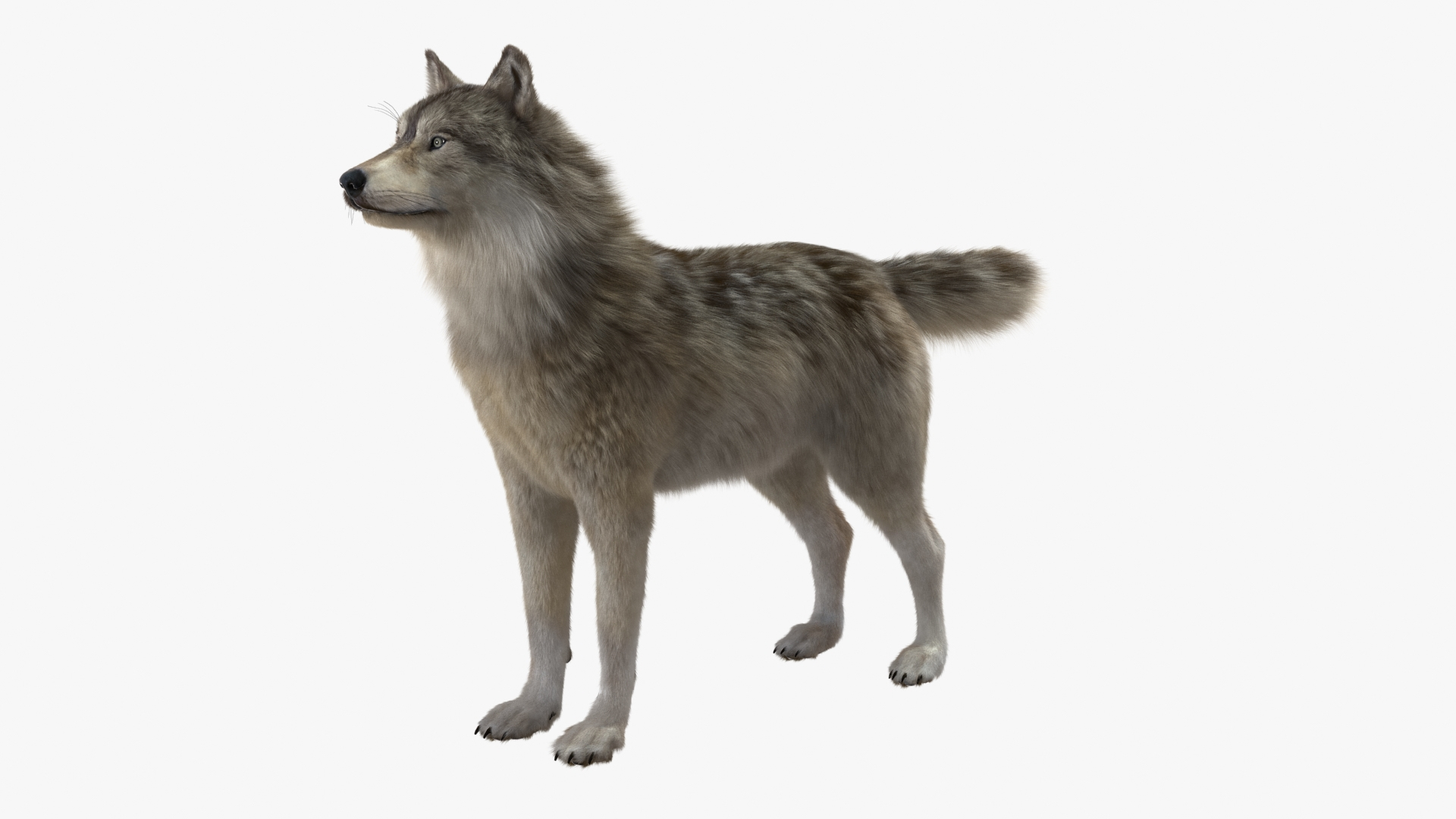 Grey Wolf Fur For Cinema 4D Model - TurboSquid 2396564