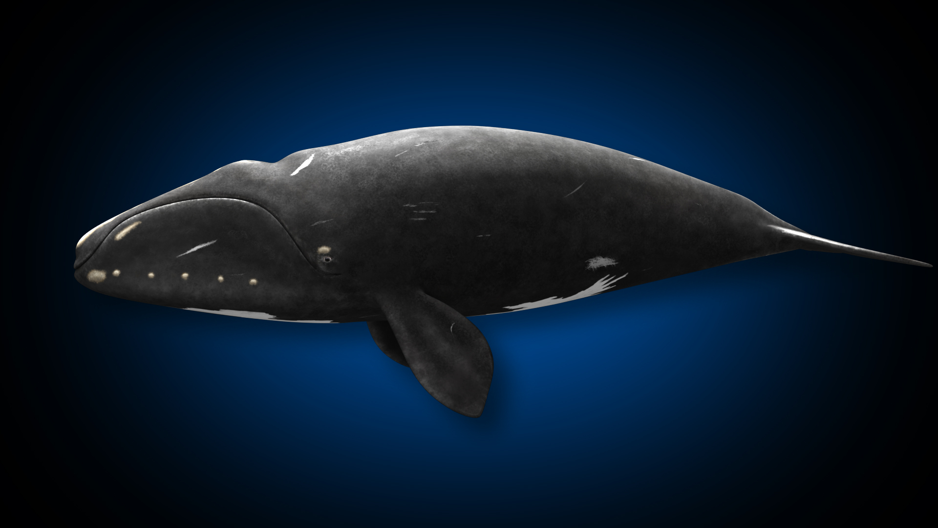 3D North Atlantic Right Whale - TurboSquid 2141384