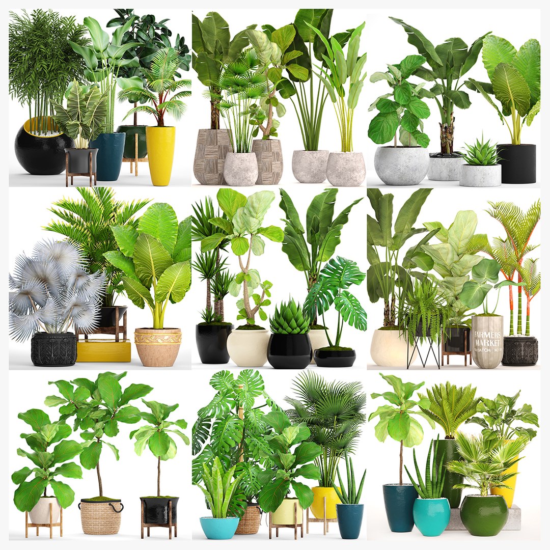 Collection Of Plants 40 Pieces A 3D Model - TurboSquid 1779991