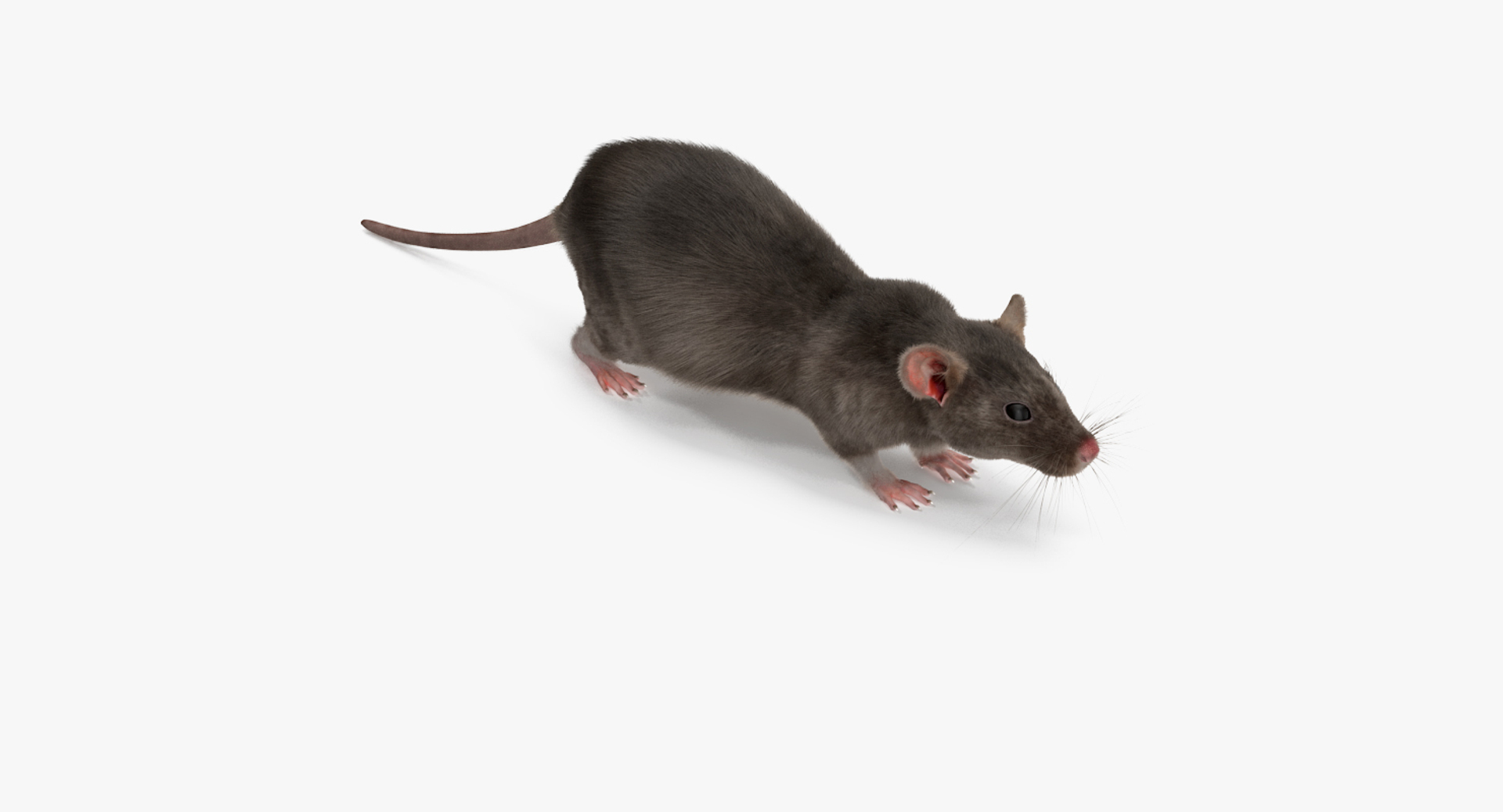3D Rigged Rat With Trigger Trap Collection Model - TurboSquid 1784998