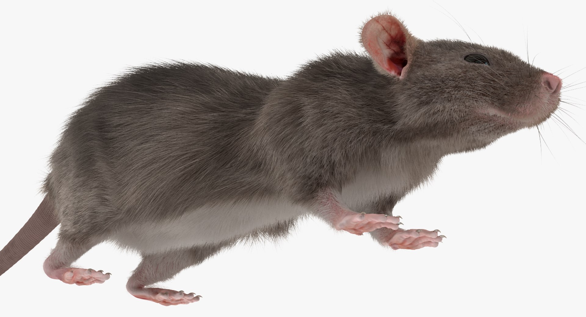 3D Rigged Rat with Trigger Trap Collection model - TurboSquid 1784998