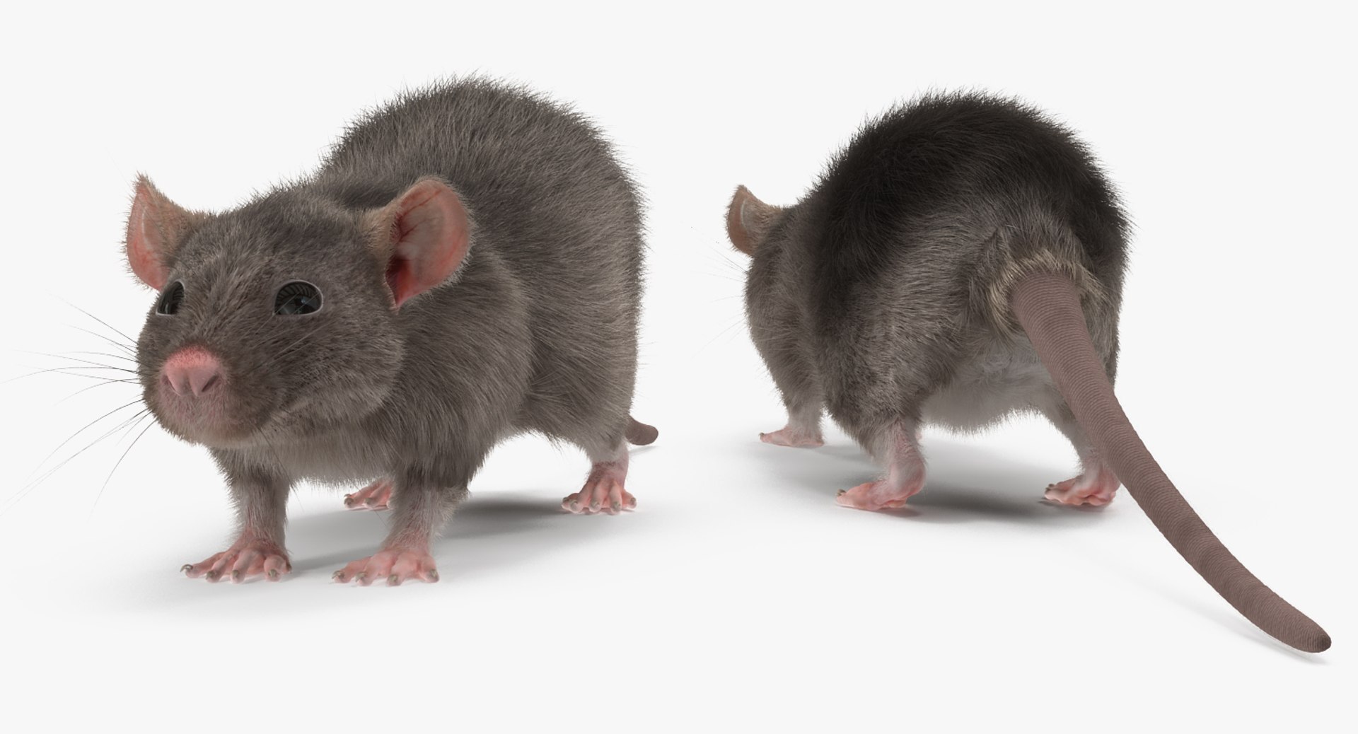3D Rigged Rat with Trigger Trap Collection model - TurboSquid 1784998